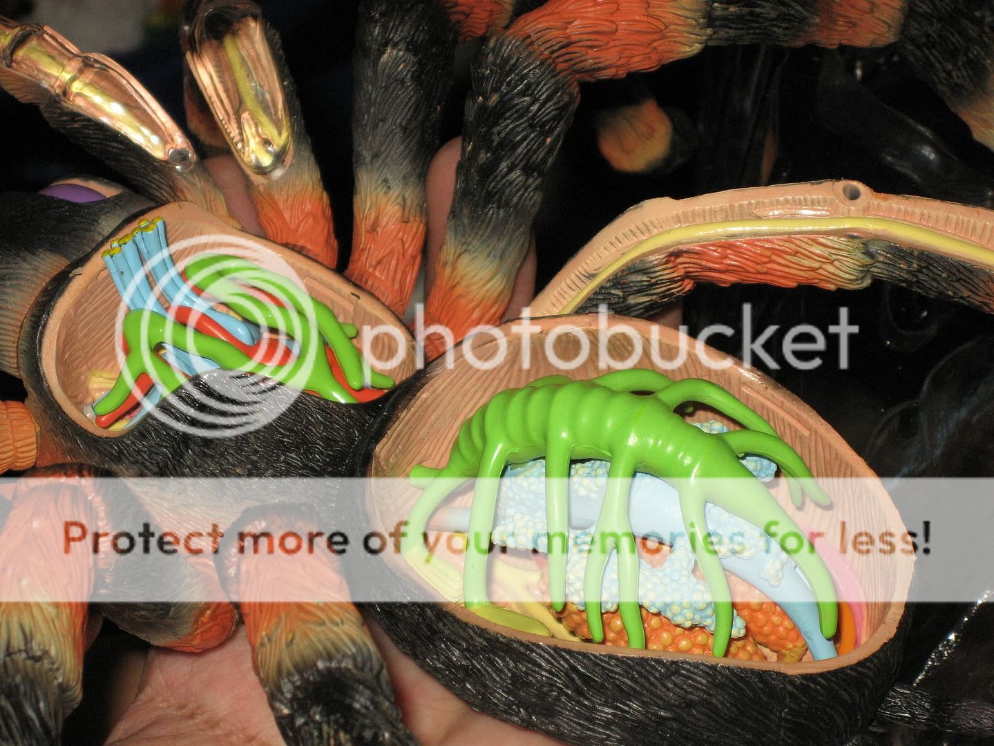 Tarantula Anatomy By 4DMaster | Arachnoboards