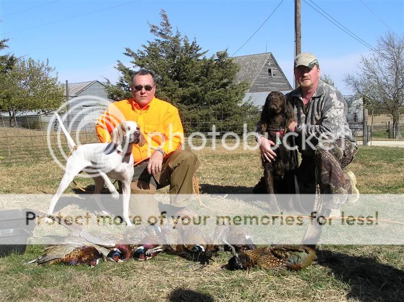 Elhew pointers | Shotgun Forum