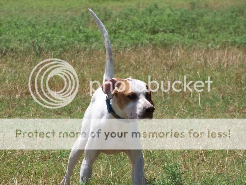 Elhew pointers | Shotgun Forum